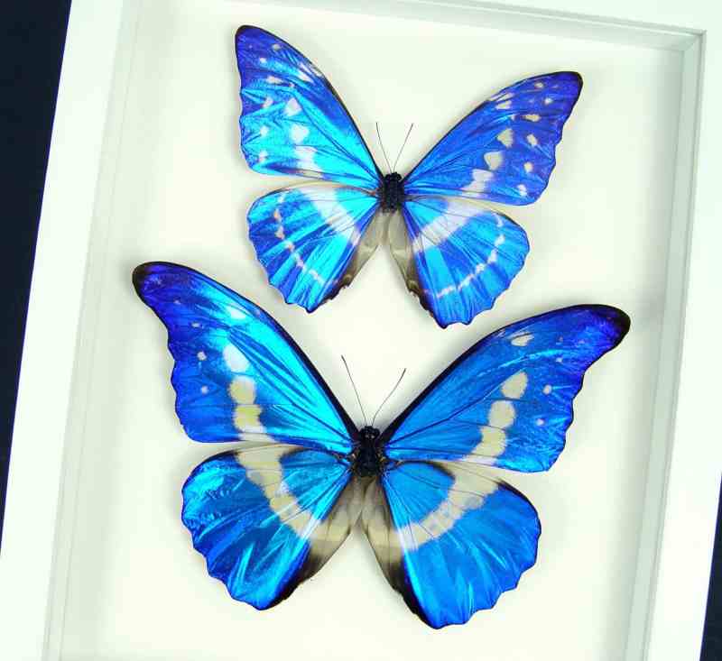 Morpho rhetenor helena cypris - Set Butterflies Framed Butterfly