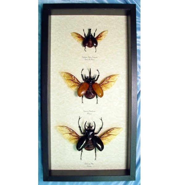 Beetles Scarabs True Bugs - We offer a variety of Beetles Scarabs