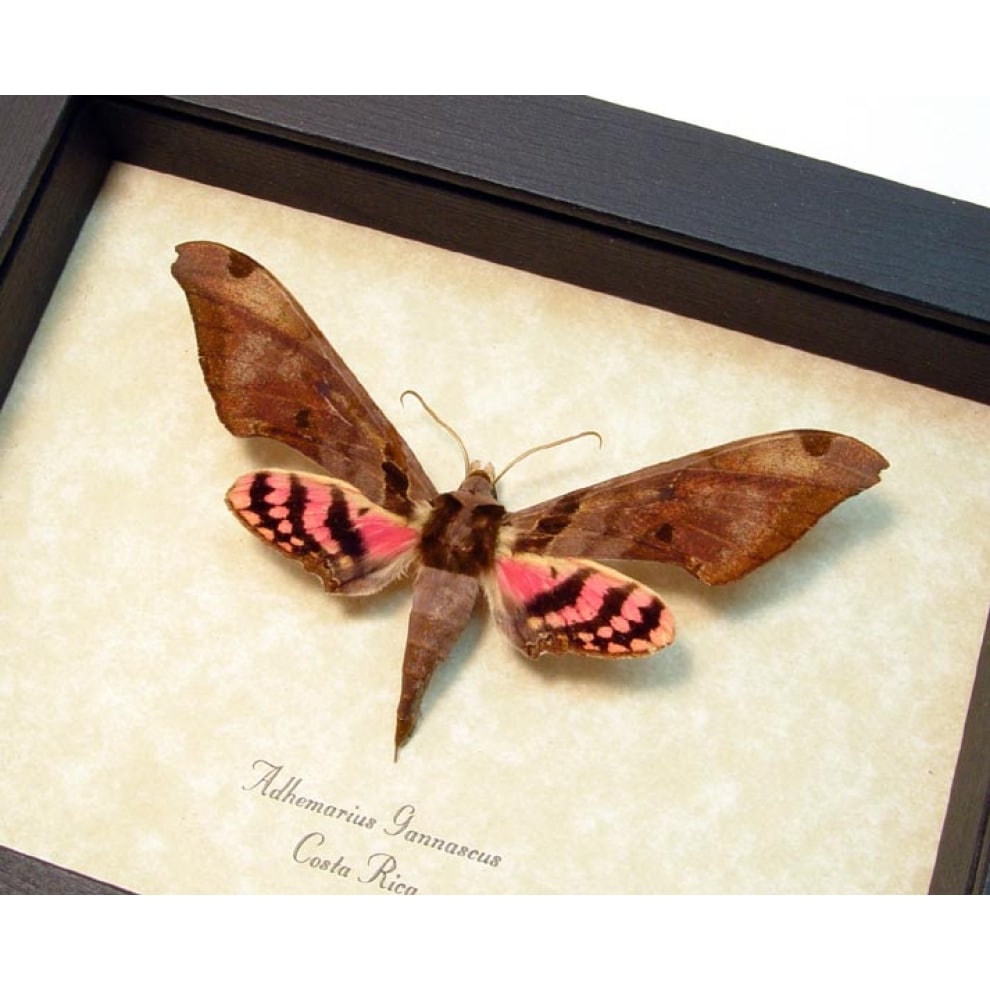 Adhemarius gannascus Pink Hawkmoth - Butterfly Designs USA