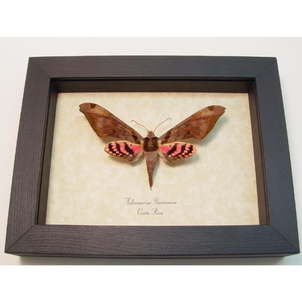 Adhemarius gannascus Pink Hawkmoth - Butterfly Designs USA