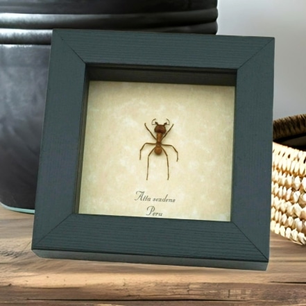 Atta sexdens Leafcutter Ant Real Framed Taxidermy Display