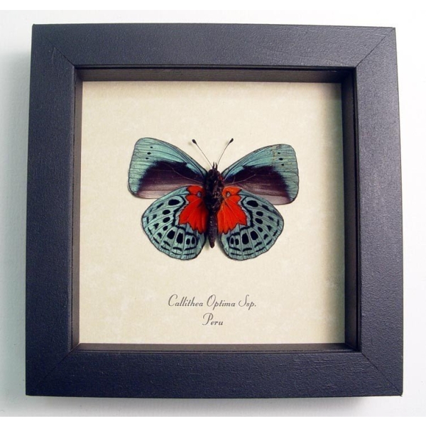 Callithea optima Verso - Blood Red Patch - framed Butterfly