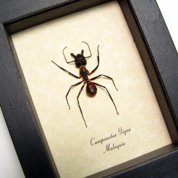 4 inch x 5 inch Framed Insect Displays - Shop By Size Butterflies