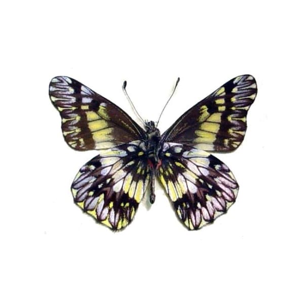 Catasticta manco Verso Butterfly Framed Taxidermy - Butterfly Designs ...