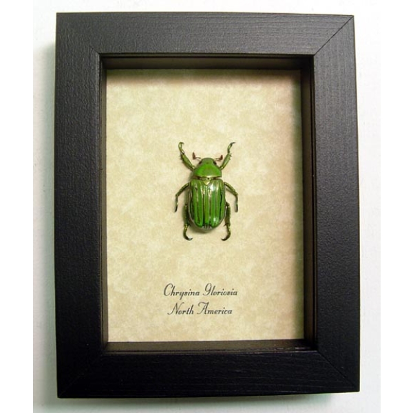 Beetles Scarabs True Bugs - We offer a variety of Beetles Scarabs
