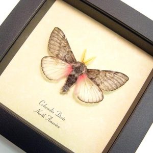 Pink Butterflies Insects - Butterfly-Designs Real Framed Butterflies ...