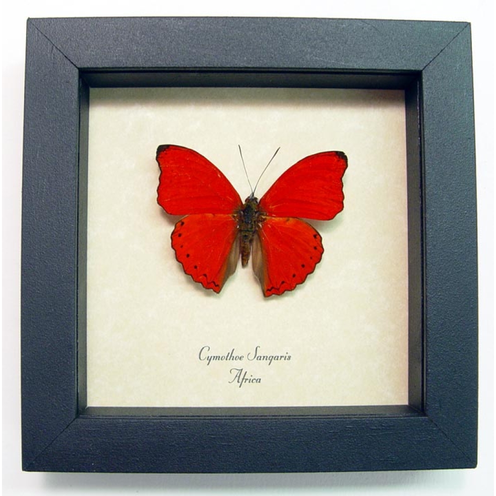 Cymothoe sangaris - Red Glider - Red Heart Butterfly