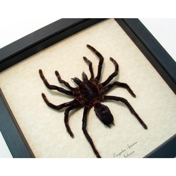 Eurypelma spinicrus lg - Framed Tarantula Spider - framed spider