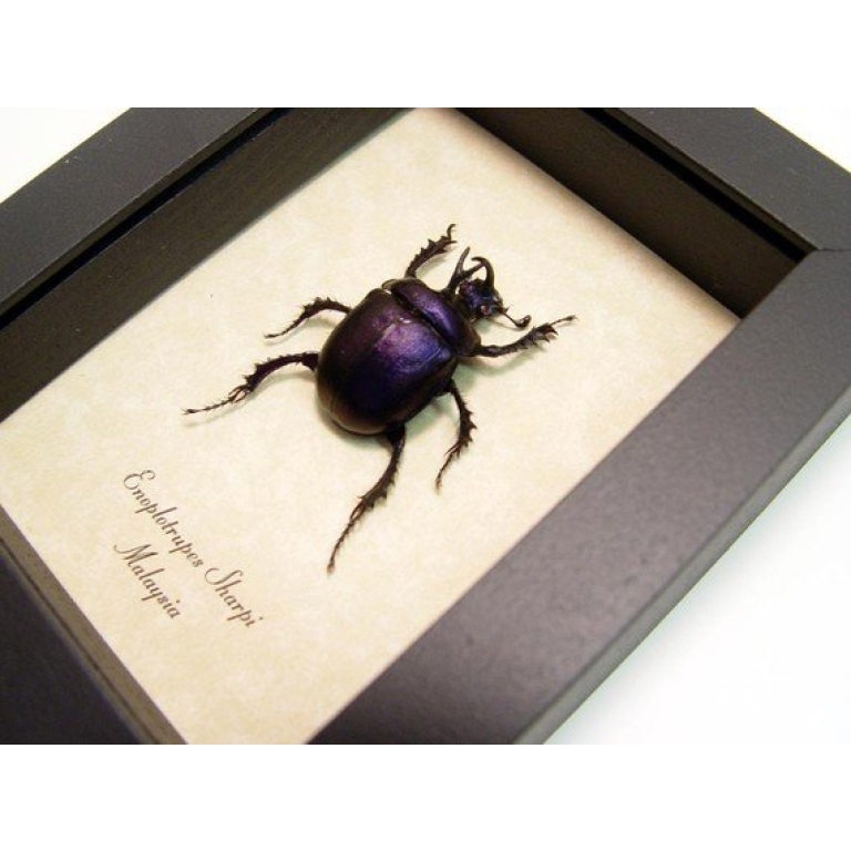 Enoplotrupes sharpi - Purple Scarab Beetle - Real Framed Beetle