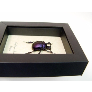 Enoplotrupes sharpi - Purple Scarab Beetle - Real Framed Beetle