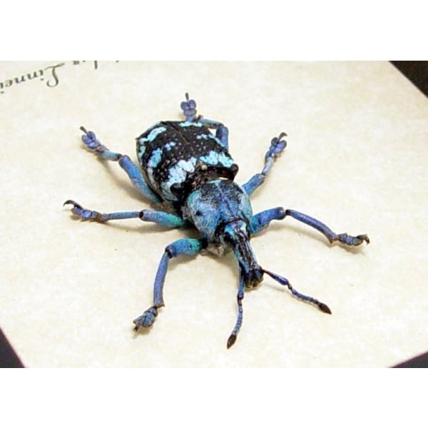 Eupholus linnei Blue Weevil - Butterfly Designs USA