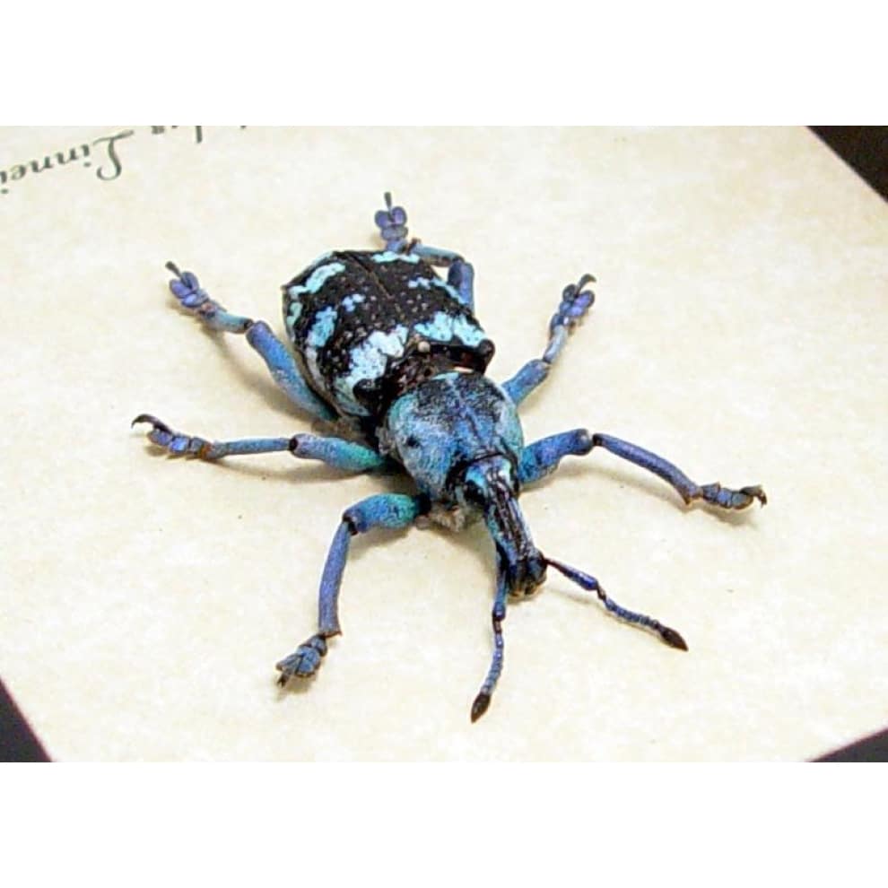 Eupholus linnei Blue Weevil - Butterfly Designs USA