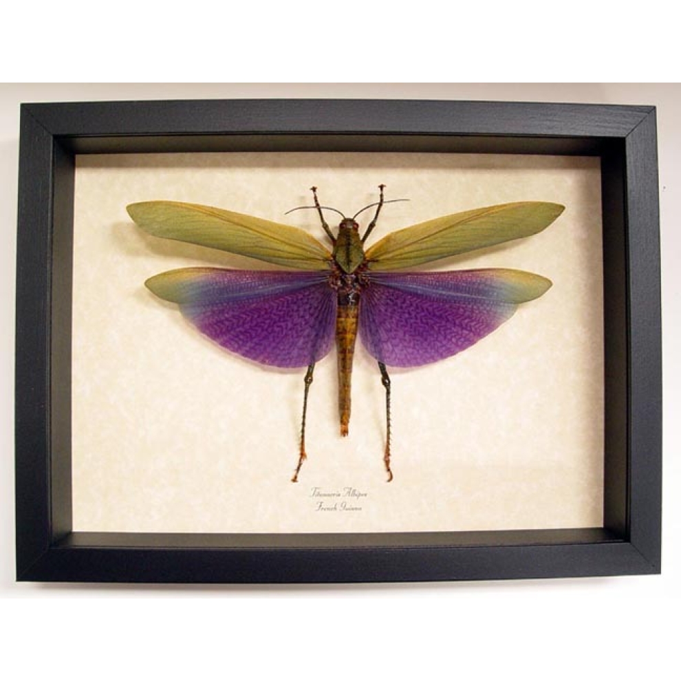 Titanacris albipes Female Purple Grasshopper - Giant Insect Framed