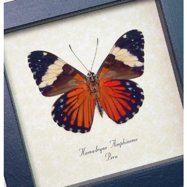 Hamadryas amphinome Verso - Red Cracker Butterfly