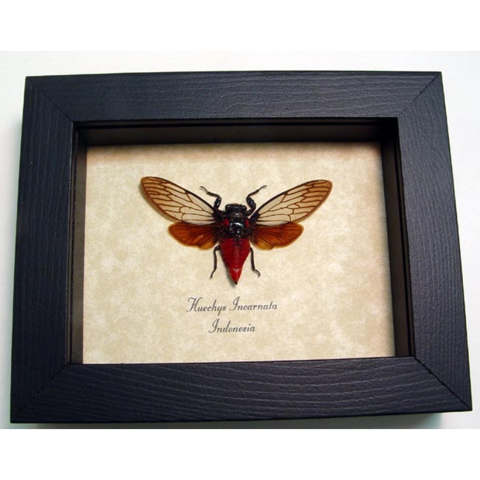 Huechys incarnata Red Devil Cicada - Framed Insect Taxidermy