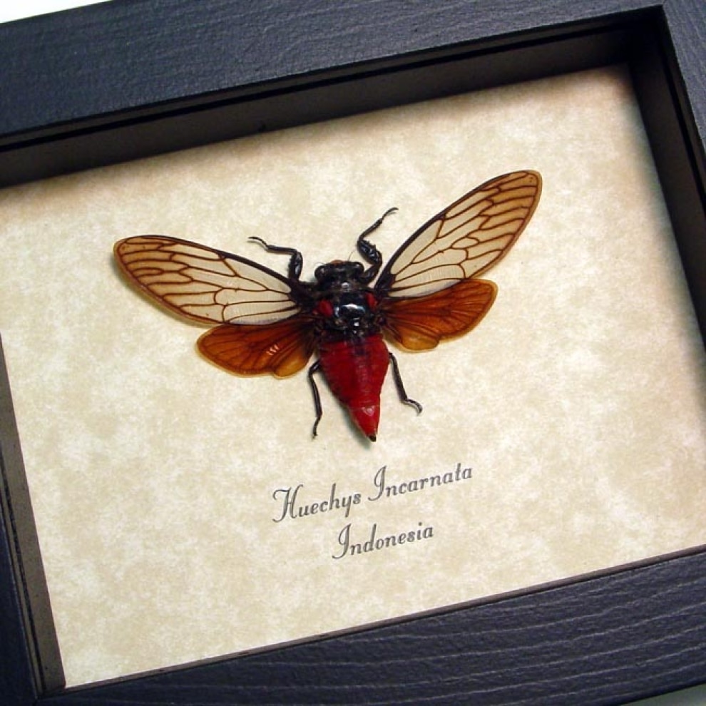 Huechys incarnata Red Devil Cicada - Framed Insect Taxidermy