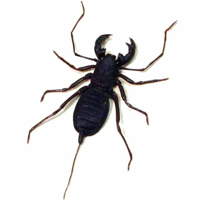 Hypoctonus rangunensis - Whip Scorpion - Framed Insect
