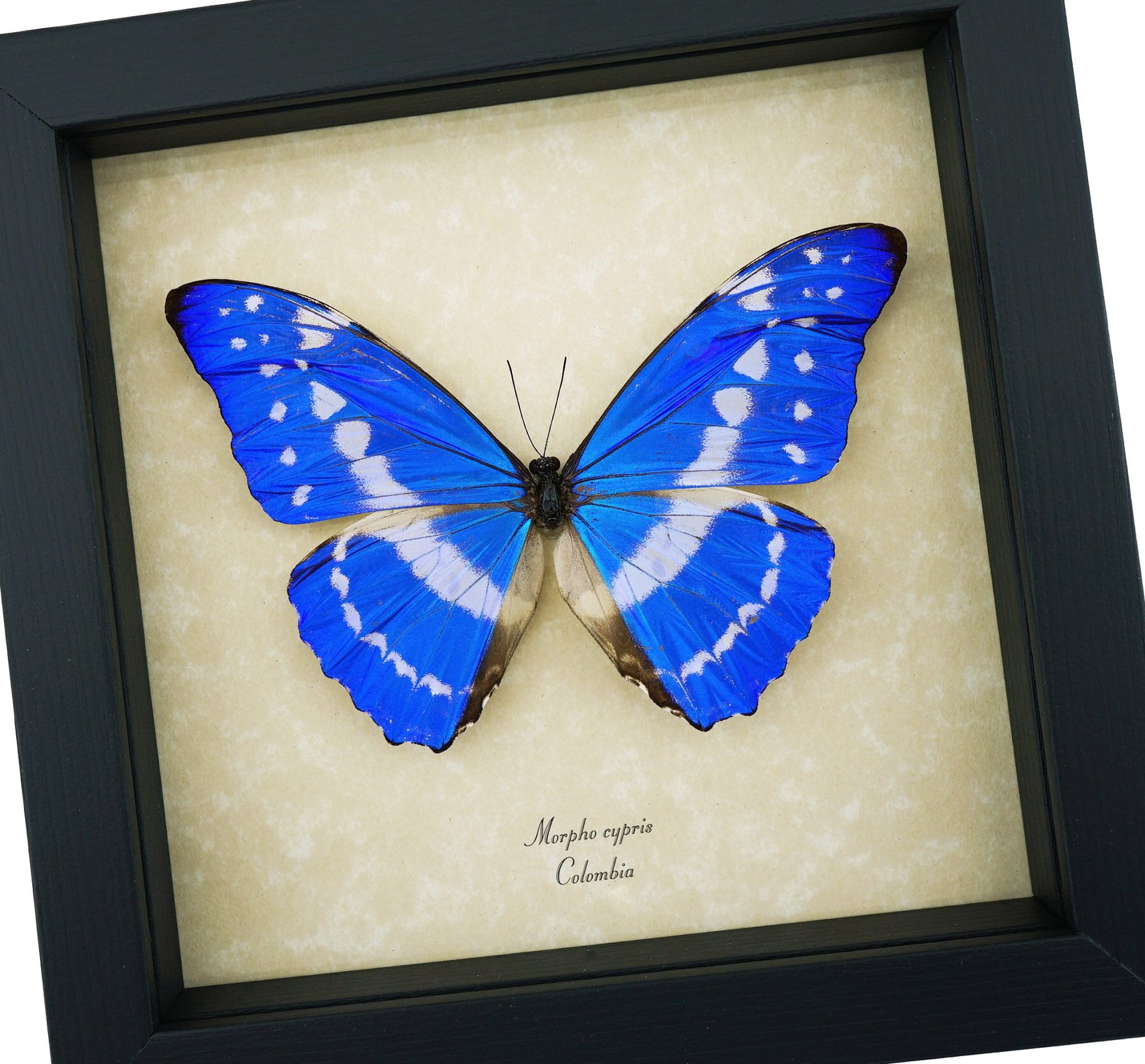 Morpho cypris - Blue Morpho Butterfly - real framed butterfly