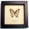 Cyrestis camillus African Map - Butterfly Designs USA