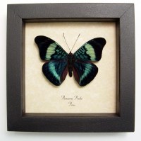 Panacea prola - Red Flasher - Prola Beauty - Real Framed Butterfly