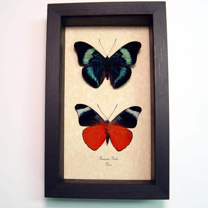 Panacea prola Pair Red Flasher Butterflies - Framed Taxidermy