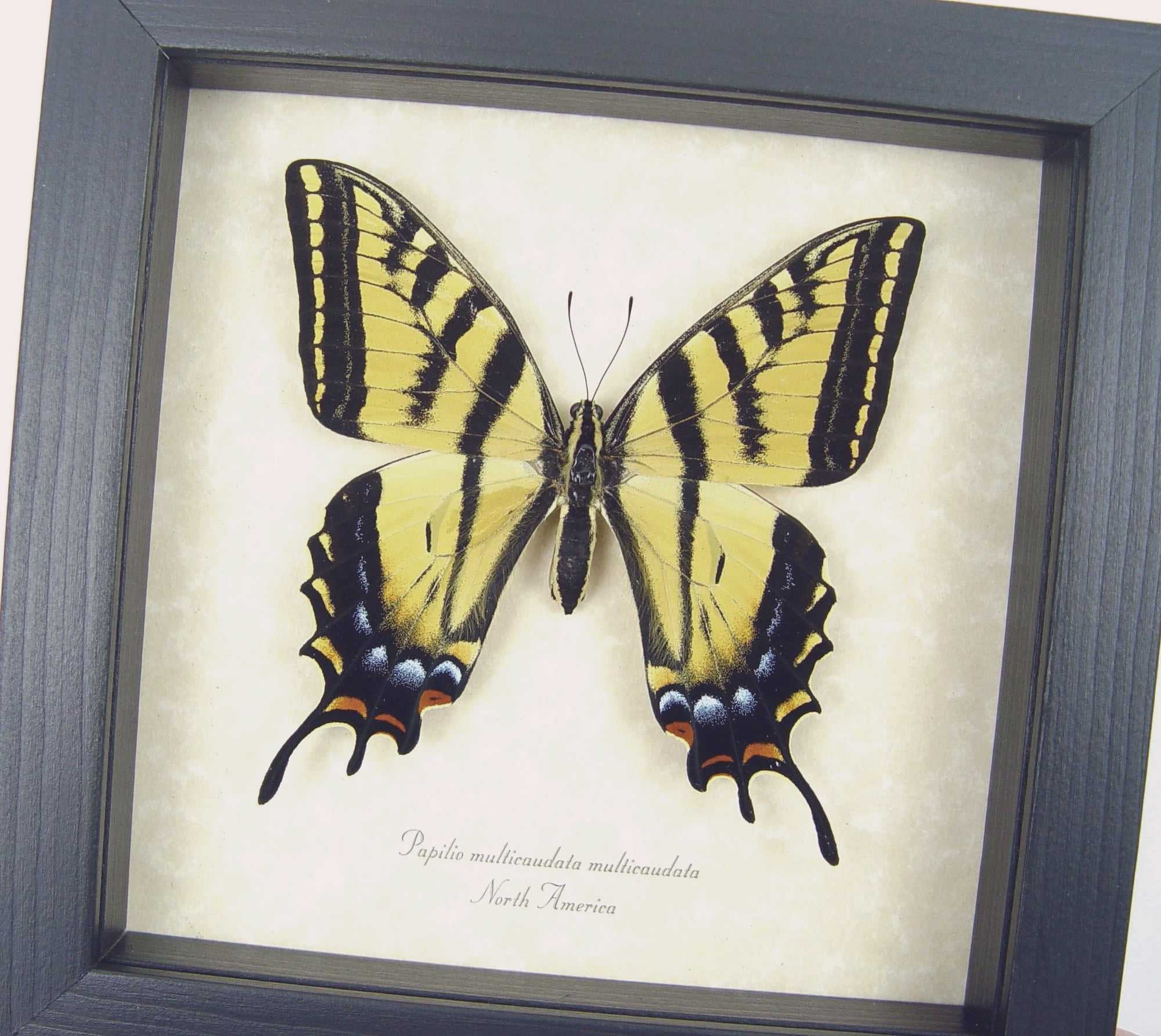 Papilio Multicaudata pusillus female - Two Tailed Swallowtail