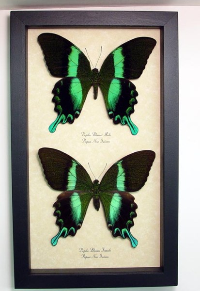 Papilio blumei Pair Peacock Swallowtails - Butterfly-Designs Real ...
