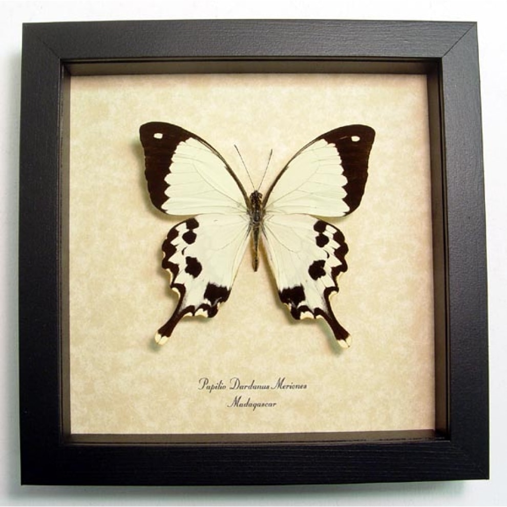 Papilio dardanus meriones - Framed Butterfly Taxidermy