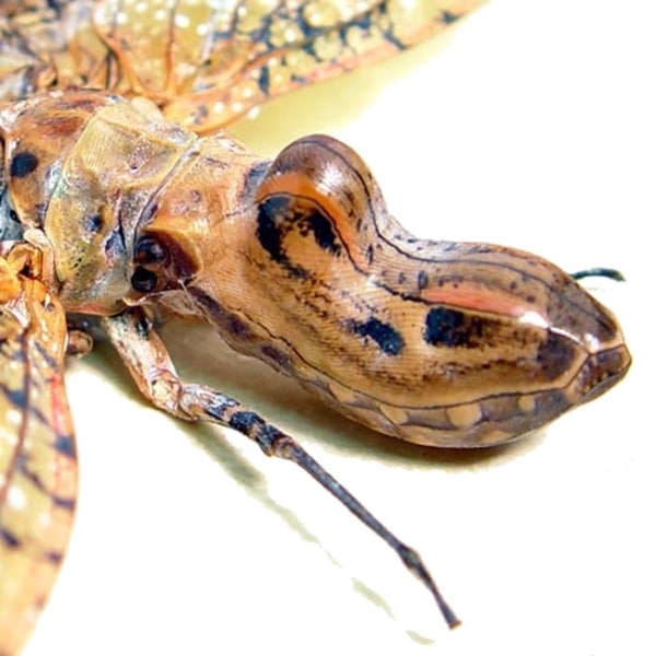 Fulgora laternaria Male Peanut Head Lanternfly - Framed Insect