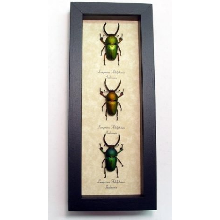 4 inch x 9.5 inch Framed Insect Displays - Shop By Size Butterflies