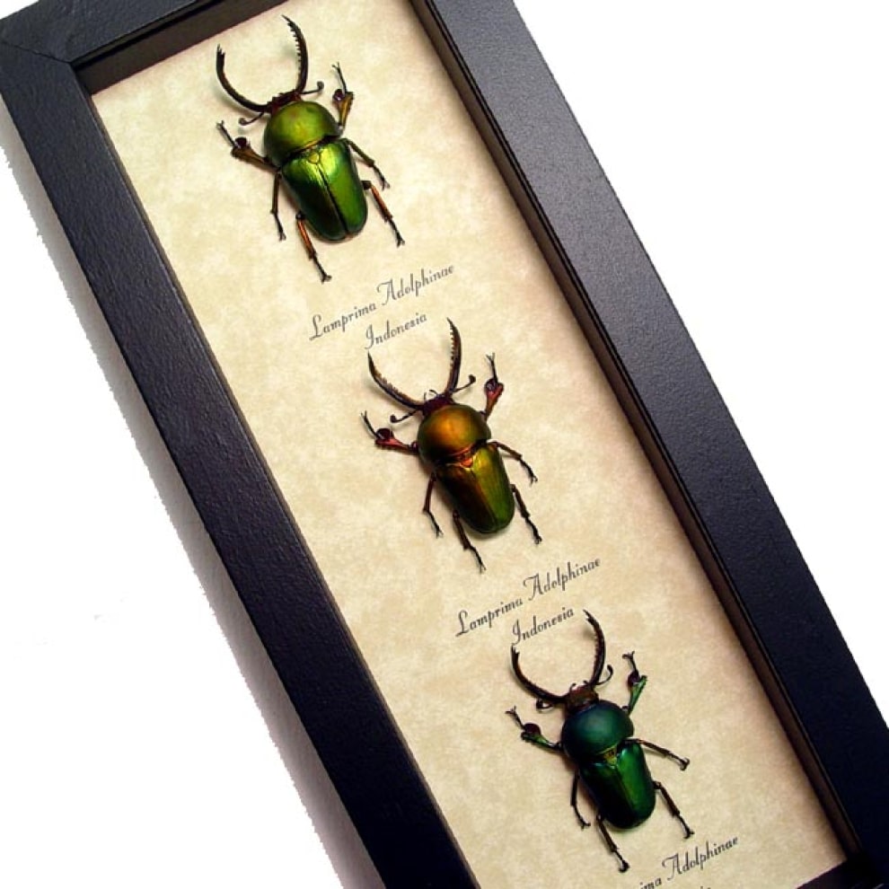 Assorted Framed Beetles - Click Beetles Ground Beetles and More