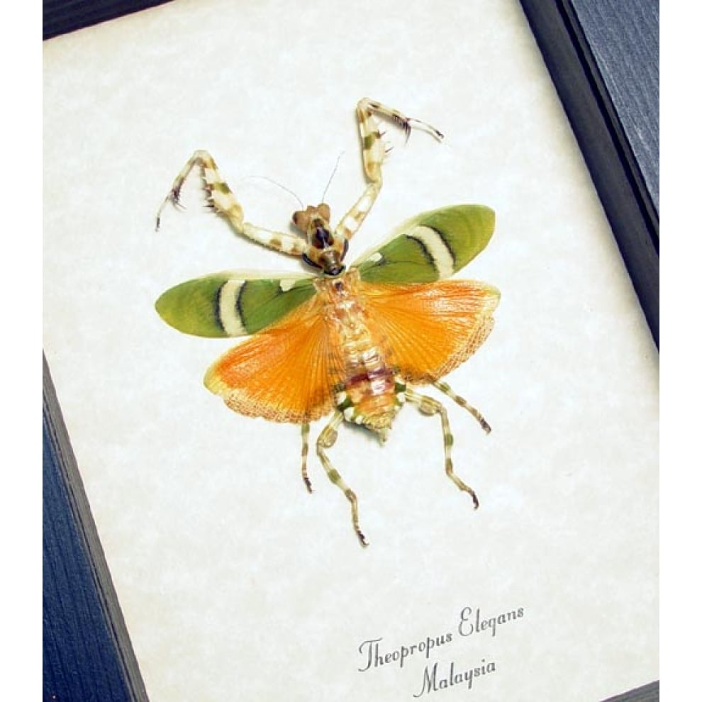 Theopropus elegans - Orange Banded Flower Mantis