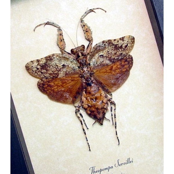 Theopompa servillei Praying Mantis - Framed Insect Taxidermy