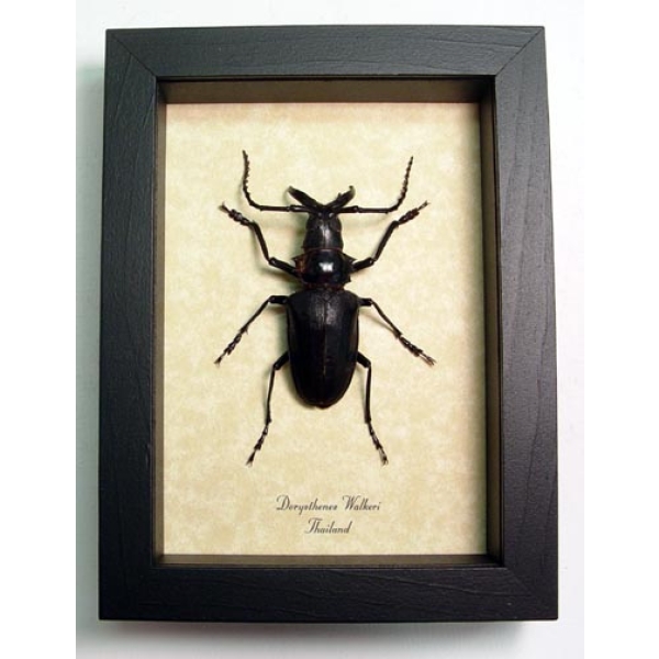 Dorysthenes walkeri Walrus Tusk Beetle - Butterfly Designs USA