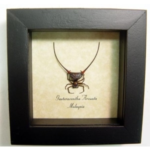 Framed Wishbone Spider - Gasteracantha arcuata - creepy spider