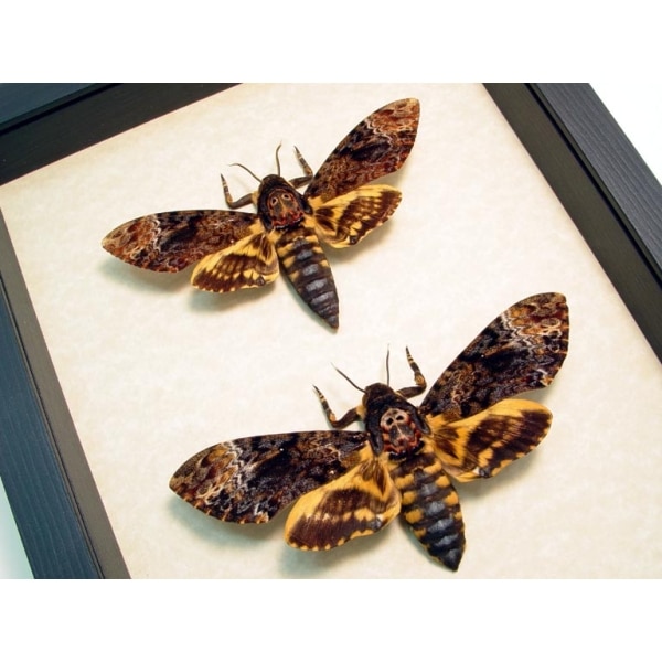 Framed Death Head Moth Pair - Acherontia lachesis Taxidermy