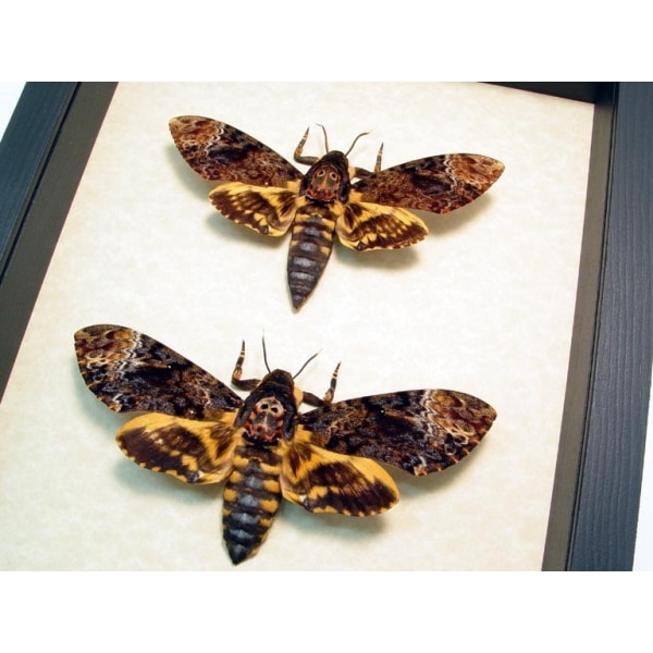 Framed Death Head Moth Pair - Acherontia lachesis Taxidermy