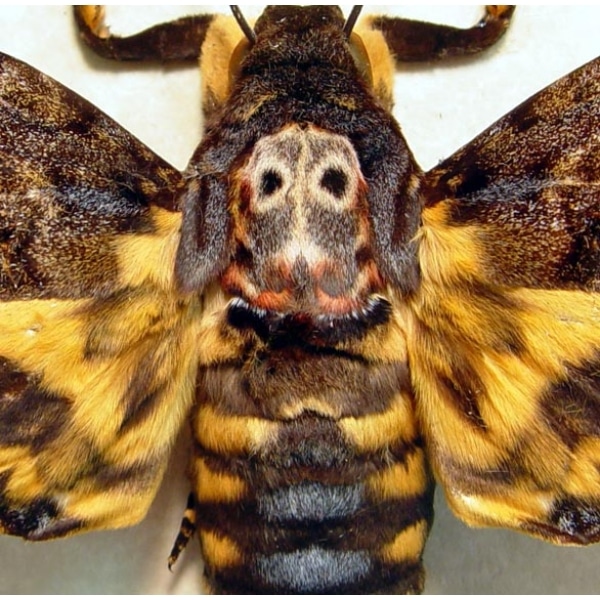 Death Head Moth- Acherontia lachesis female- Death Head Moth For Sale