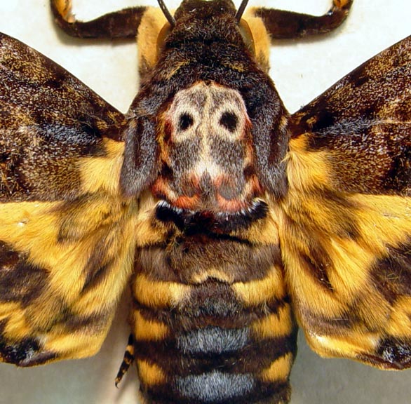 creepy moth Archives - Butterfly Designs USA Real Framed Butterflies ...