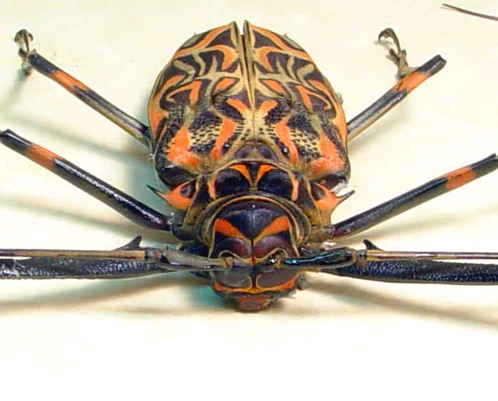 Acrocinus longimanus - Butterfly Designs - Real Framed Butterflies