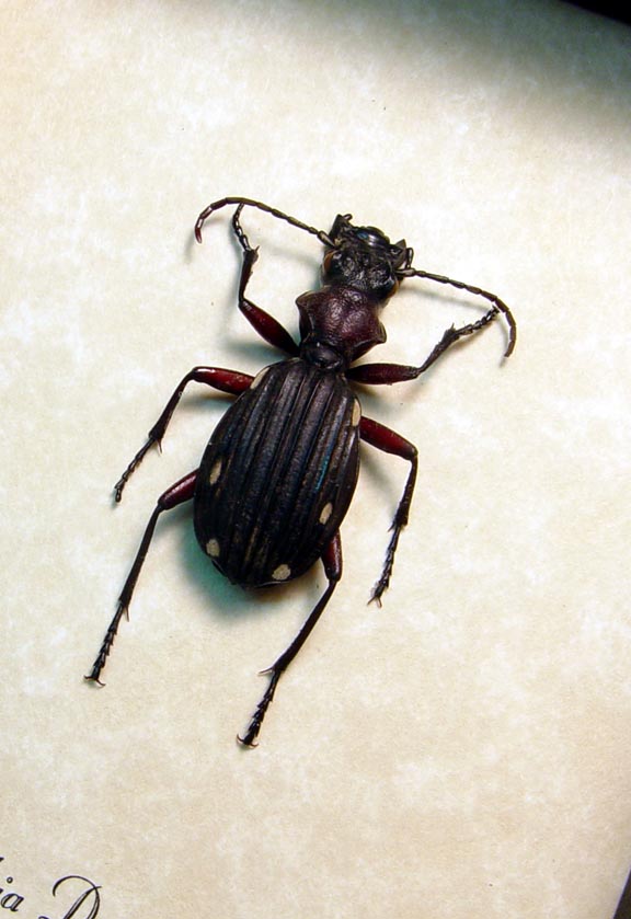 Anthia decemguttata Domino Ground Beetle - Framed Taxidermy