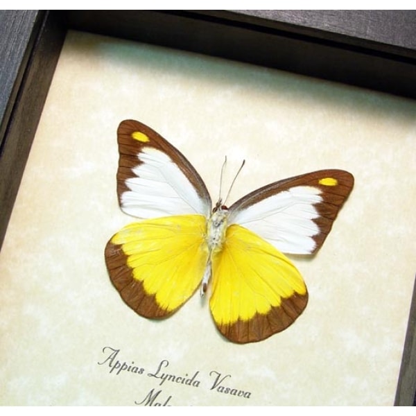 Appias lyncida Chocolate Albatross Butterfly Framed Taxidermy Display ...