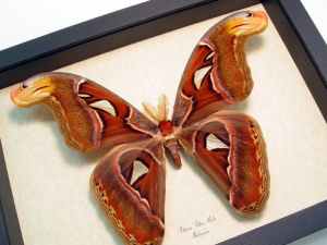 Attacus Atlas Moth Male 7 3/4"+ Wingspan - Large Atlas Moth