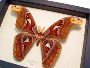 Attacus Atlas Moth Male 7 3/4"+ Wingspan - Large Atlas Moth