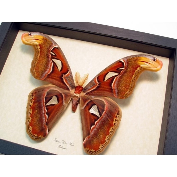 Attacus Atlas Moth Male 7 3/4"+ Wingspan - Large Atlas Moth
