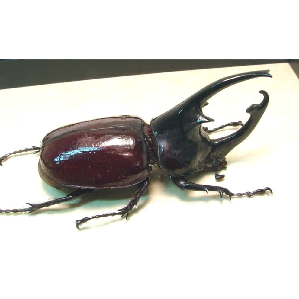 Augosoma centaurus African Rhino Beetle - Framed Taxidermy