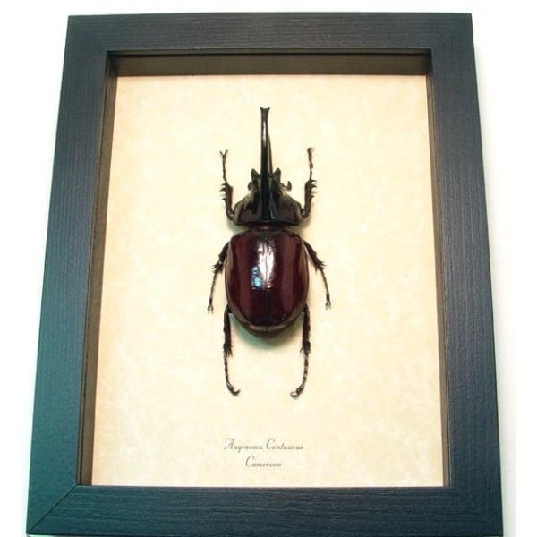 Augosoma centaurus African Rhino Beetle - Butterfly Designs USA Real ...