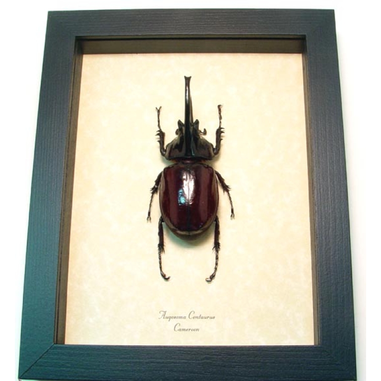 Augosoma centaurus African Rhino Beetle - Framed Taxidermy