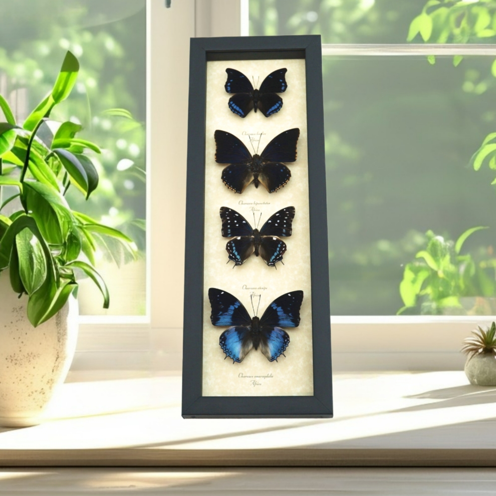 Butterfly sets - Framed butterfly displays - Real butterfly arrangements