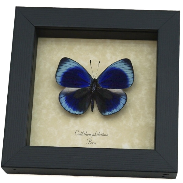 Charles Darwin Butterfly Callithea philotima Asterope leprieuri